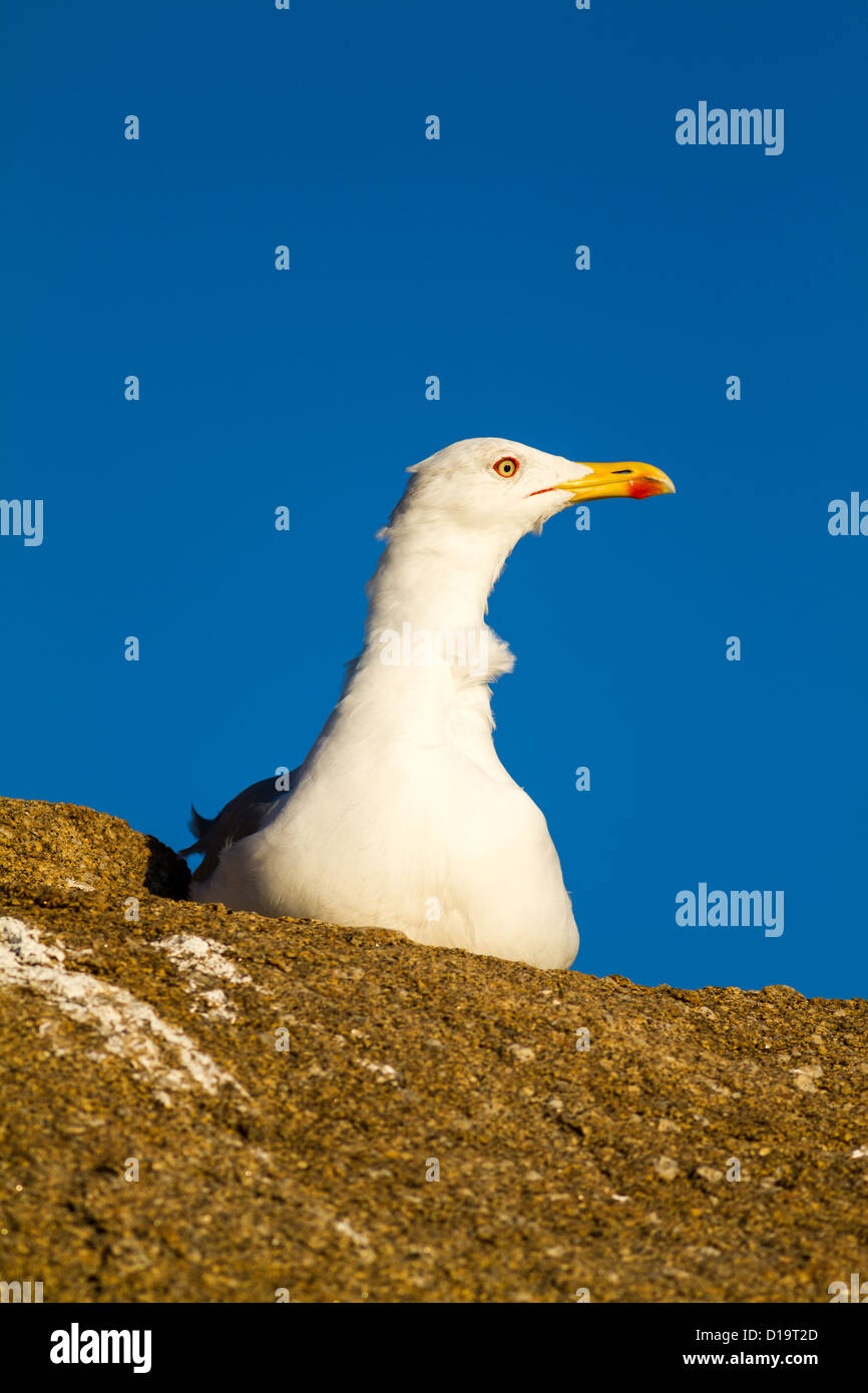 Seagull poses in the rock Stock Photo - Alamy