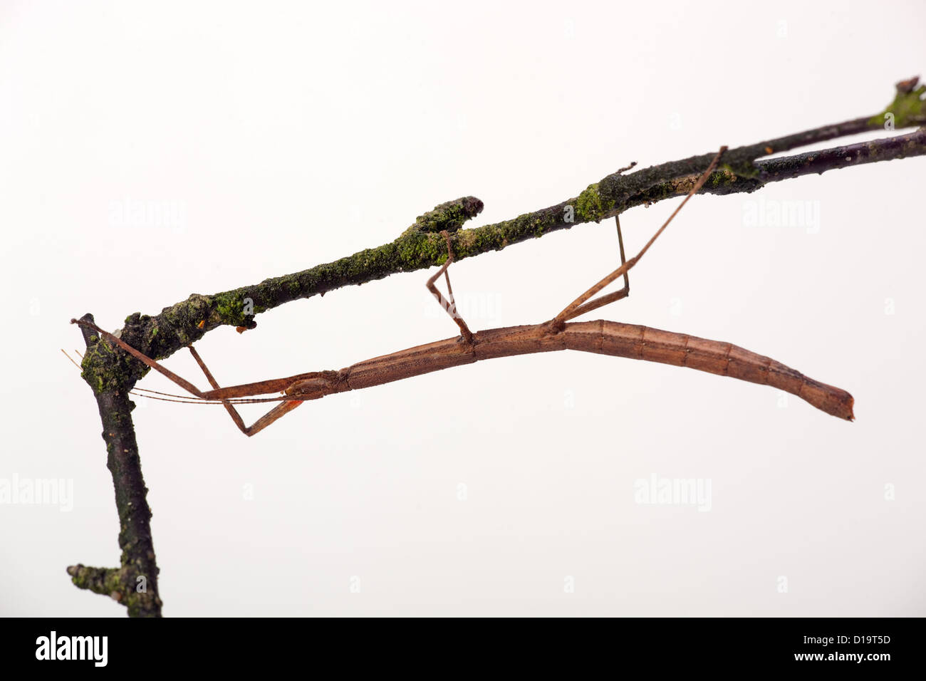 Stick insect Carausis morosus on twig Stock Photo - Alamy