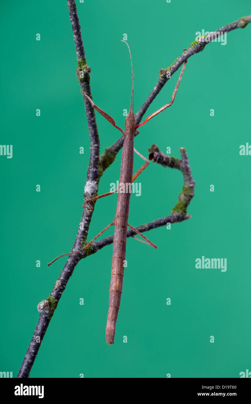 Stick insect Carausis morosus on twig Stock Photo - Alamy