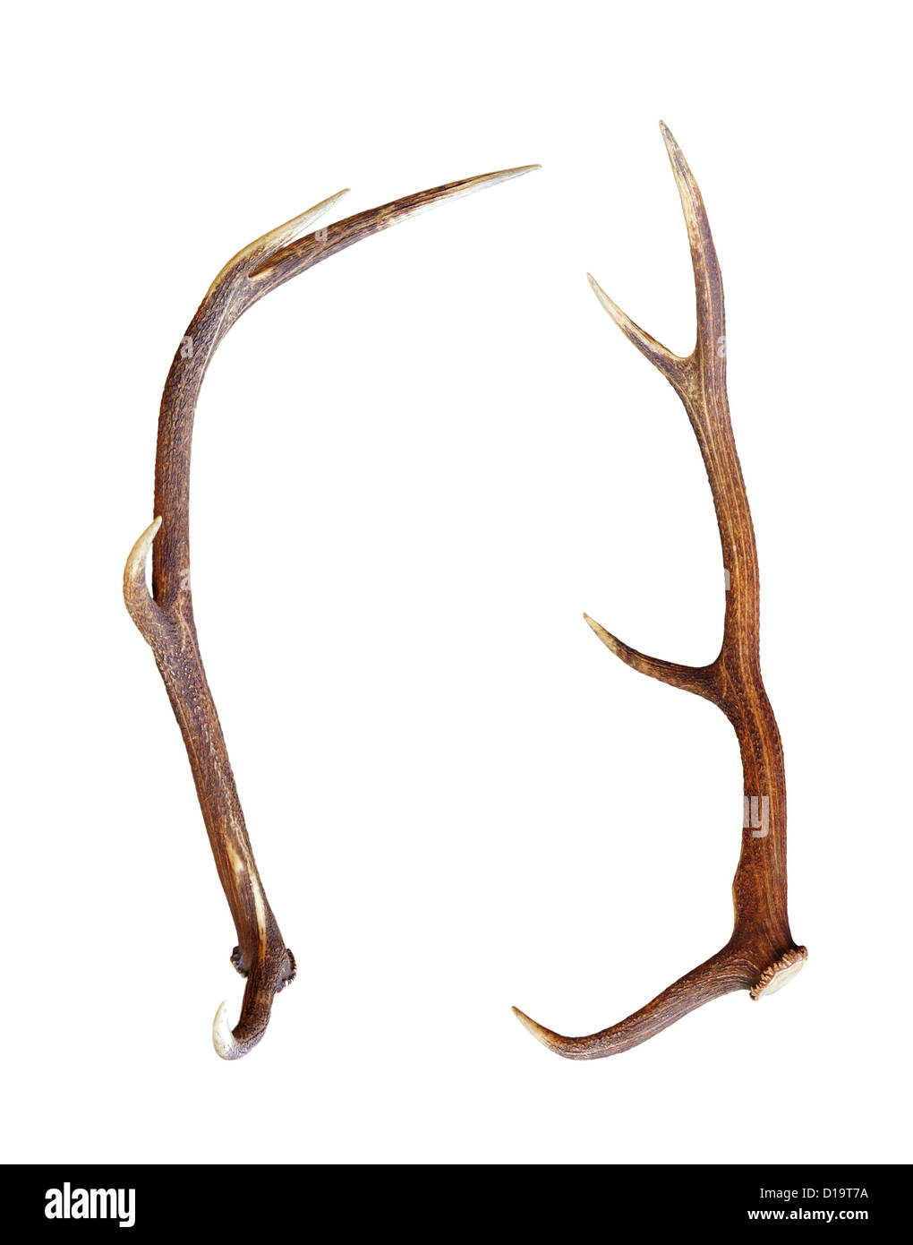 Reindeer antlers isolated hi-res stock photography and images - Alamy