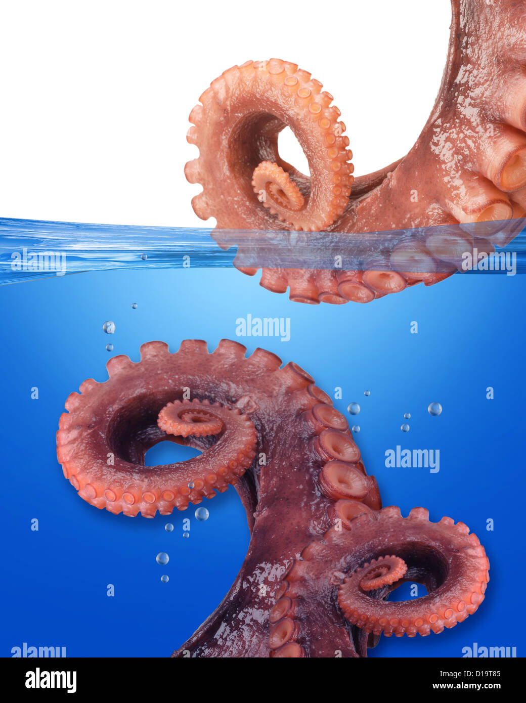Octopus in Deep Water Stock Photo - Alamy