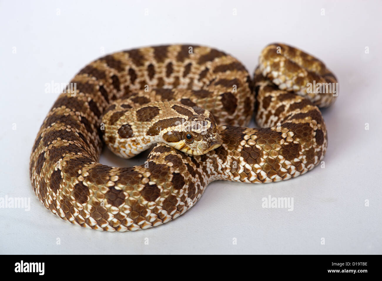 Hog nosed snake hi-res stock photography and images - Alamy