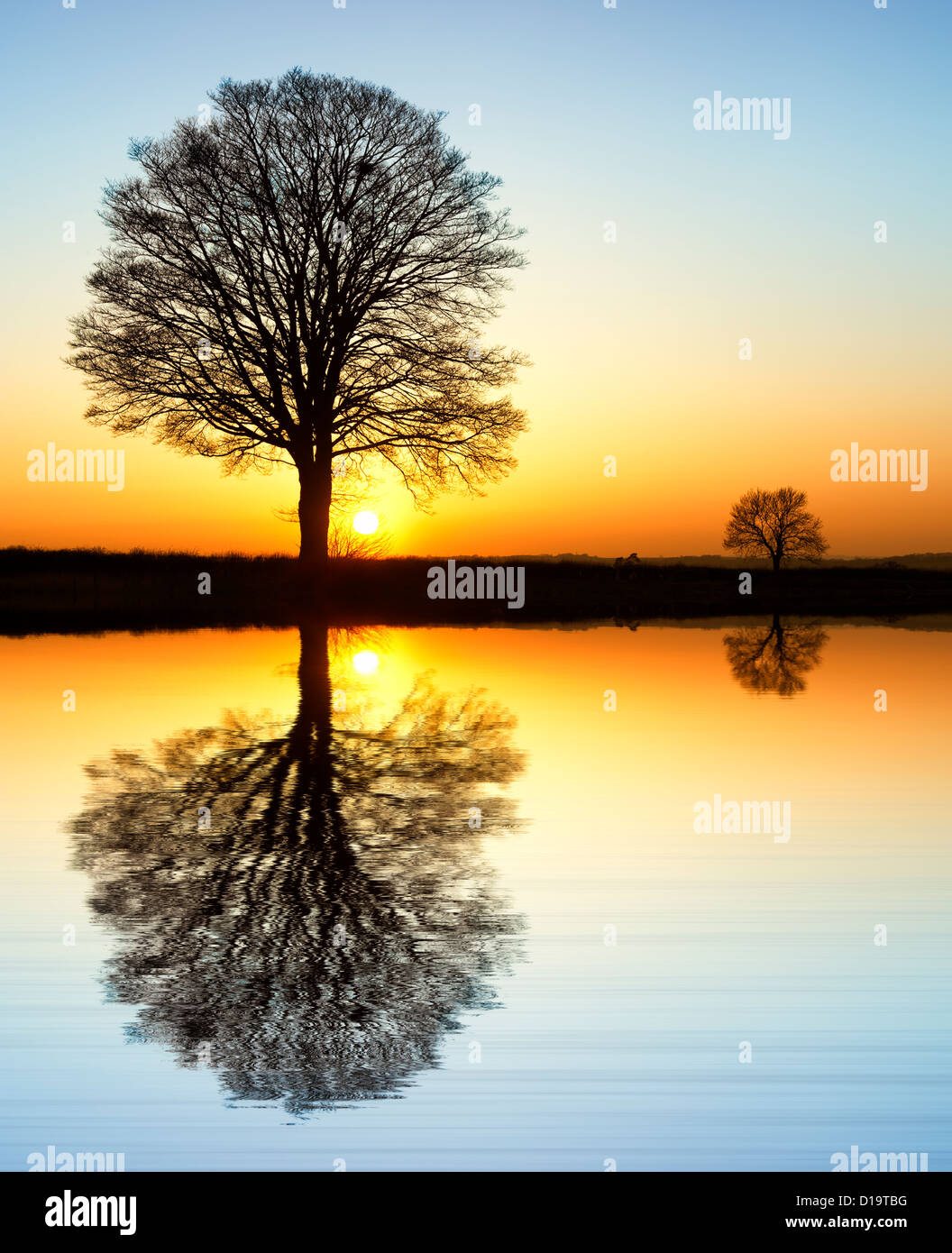 Quercus. Oak Tree sunset silhouette in the English countryside Stock ...