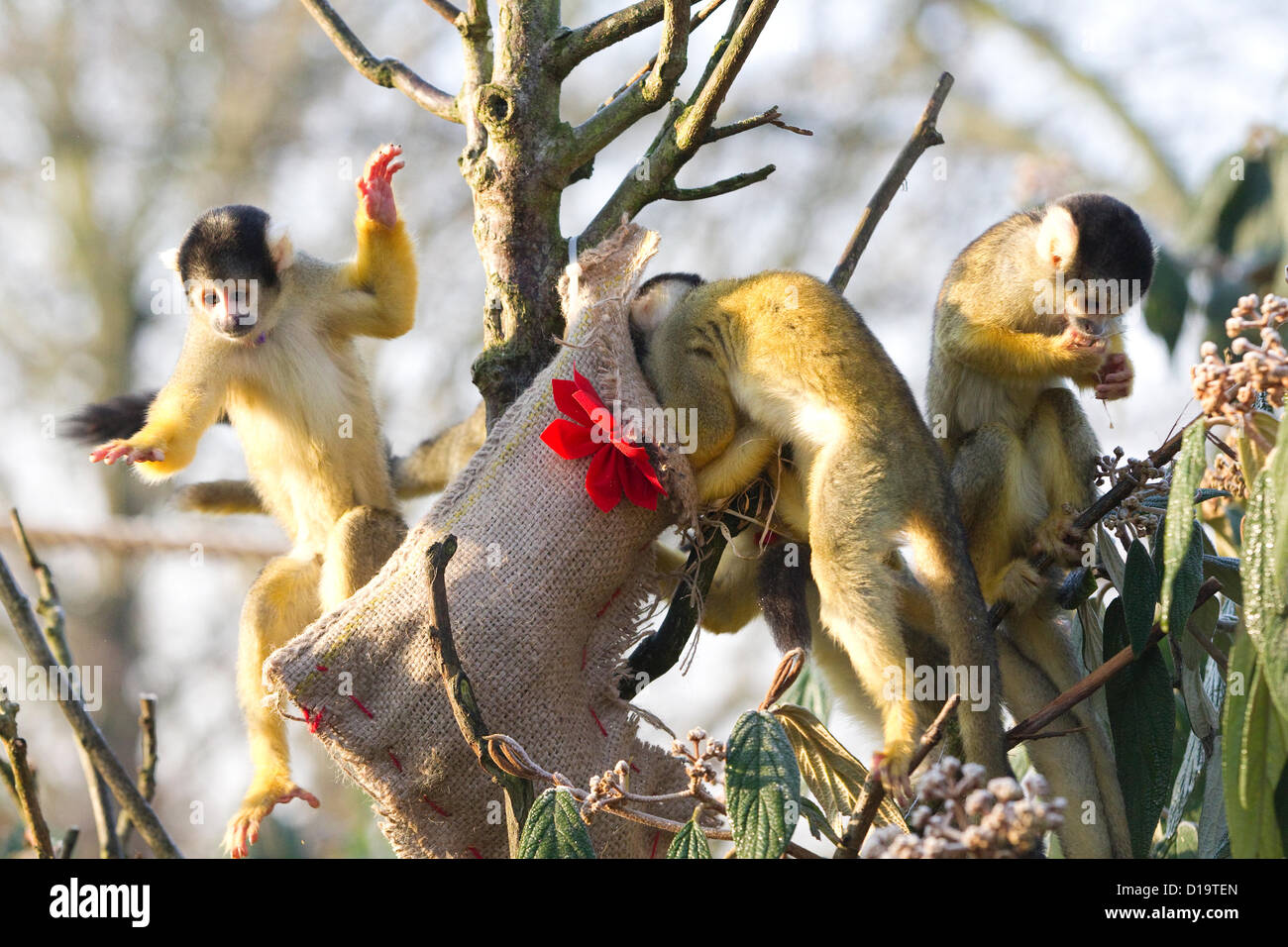 London Zoo, Regents Park, London, England, UK. 12.12.2012 Picture shows ...