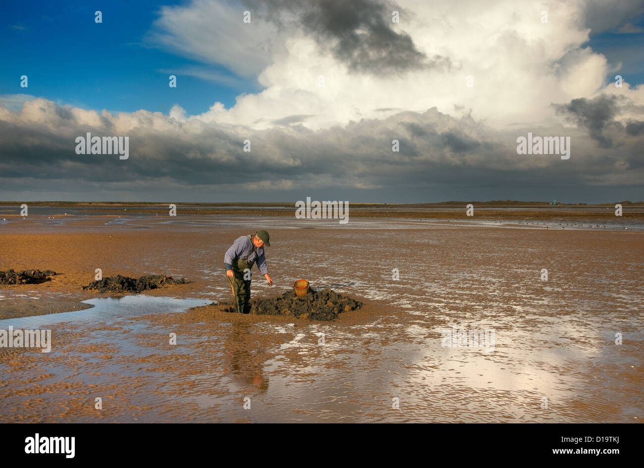 Digging for sand worms hi-res stock photography and images - Alamy