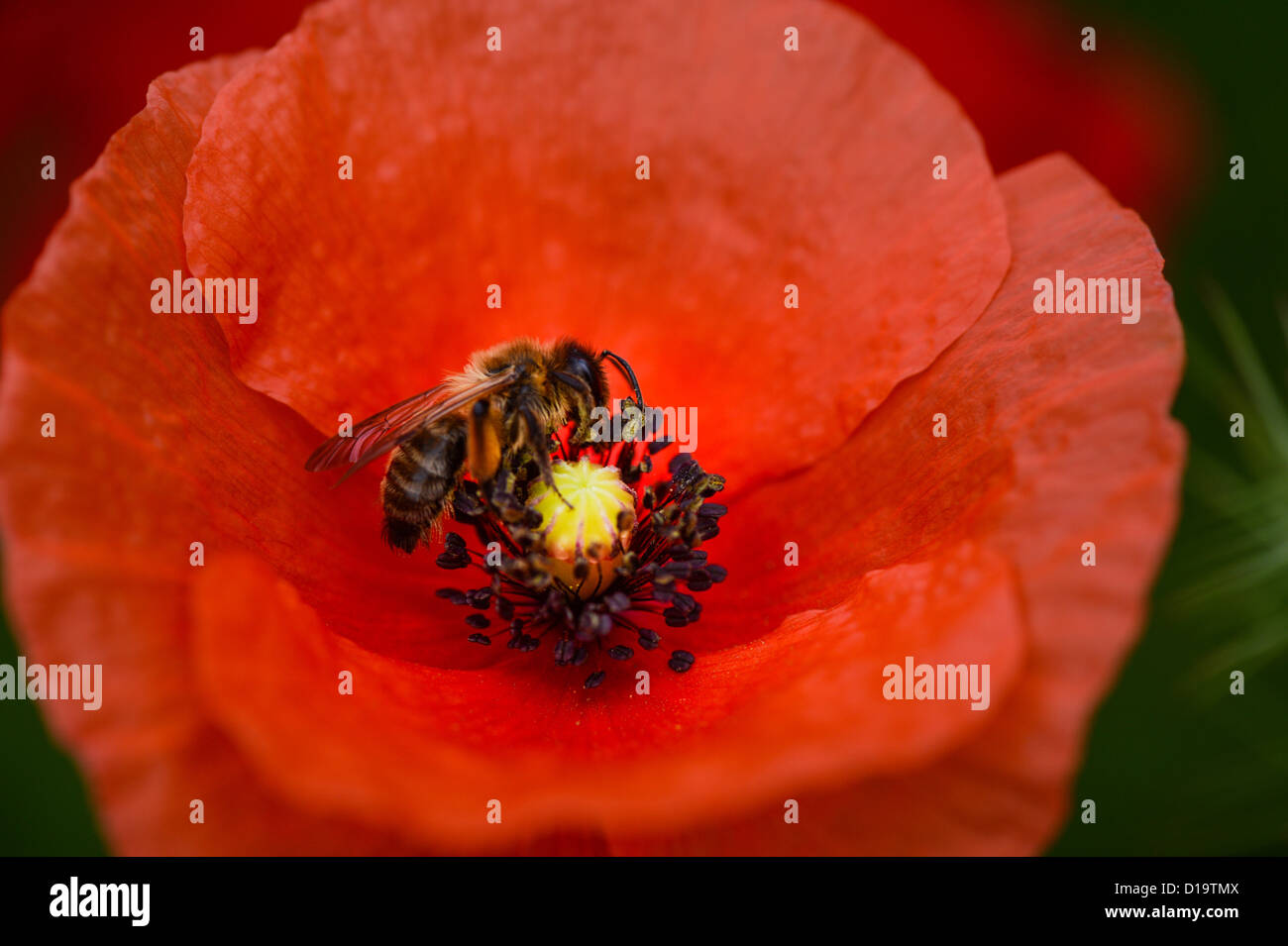 Bee pollinating a wild flower hi-res stock photography and images - Alamy