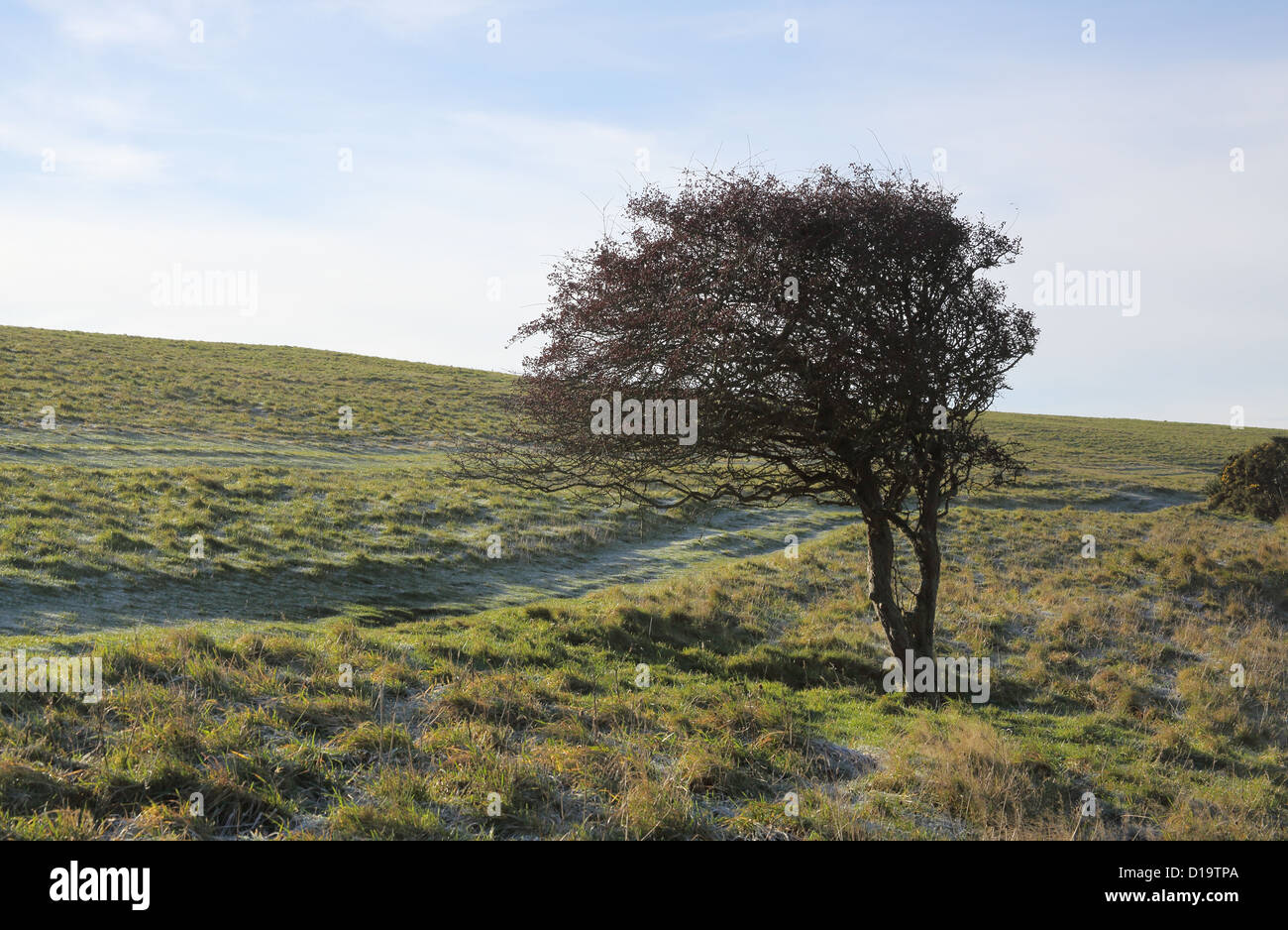 Wind Blown Tree High Resolution Stock Photography and Images - Alamy