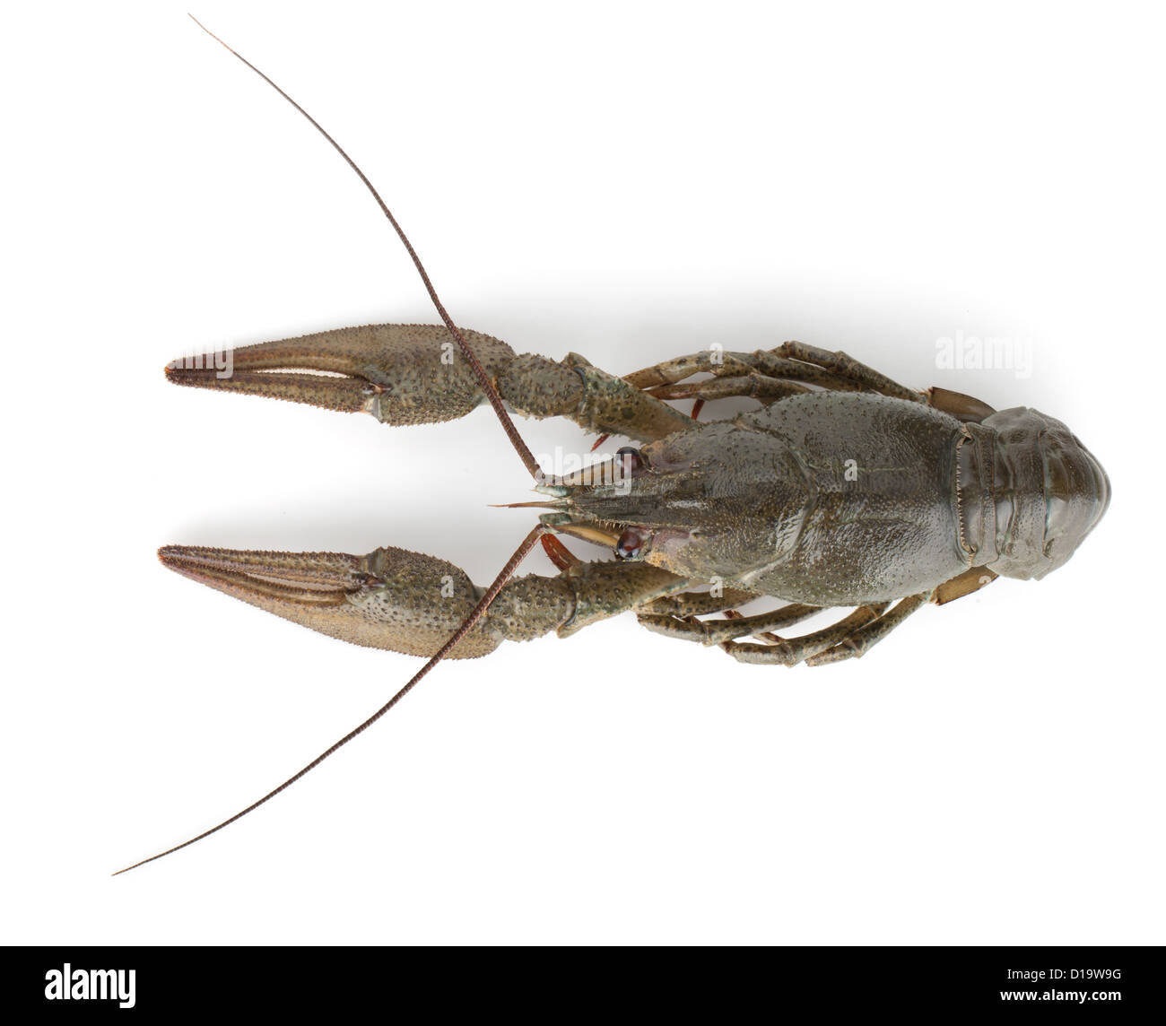 Crayfish. Isolated on a white background Stock Photo - Alamy