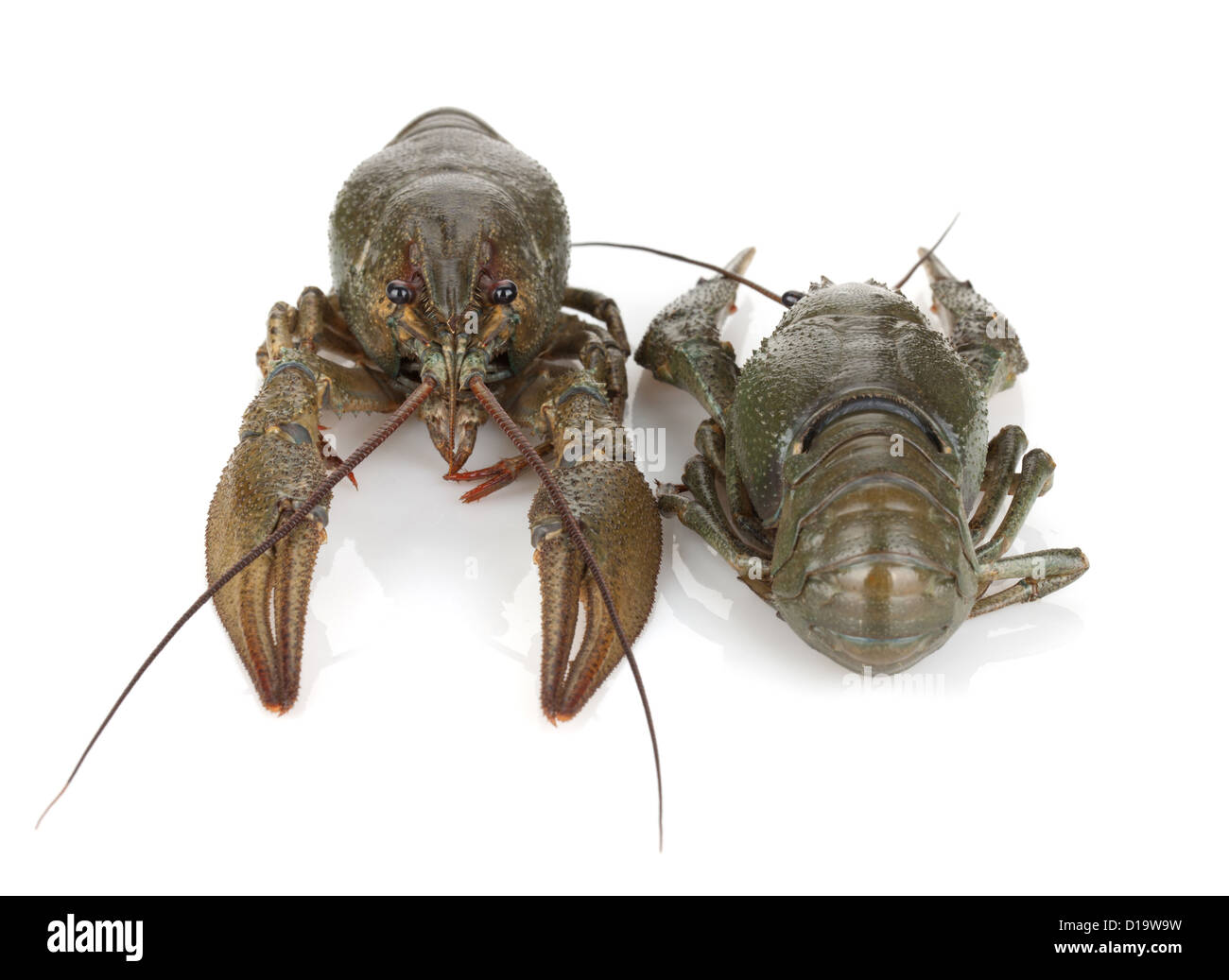 Two crayfishes. Isolated on a white background Stock Photo - Alamy