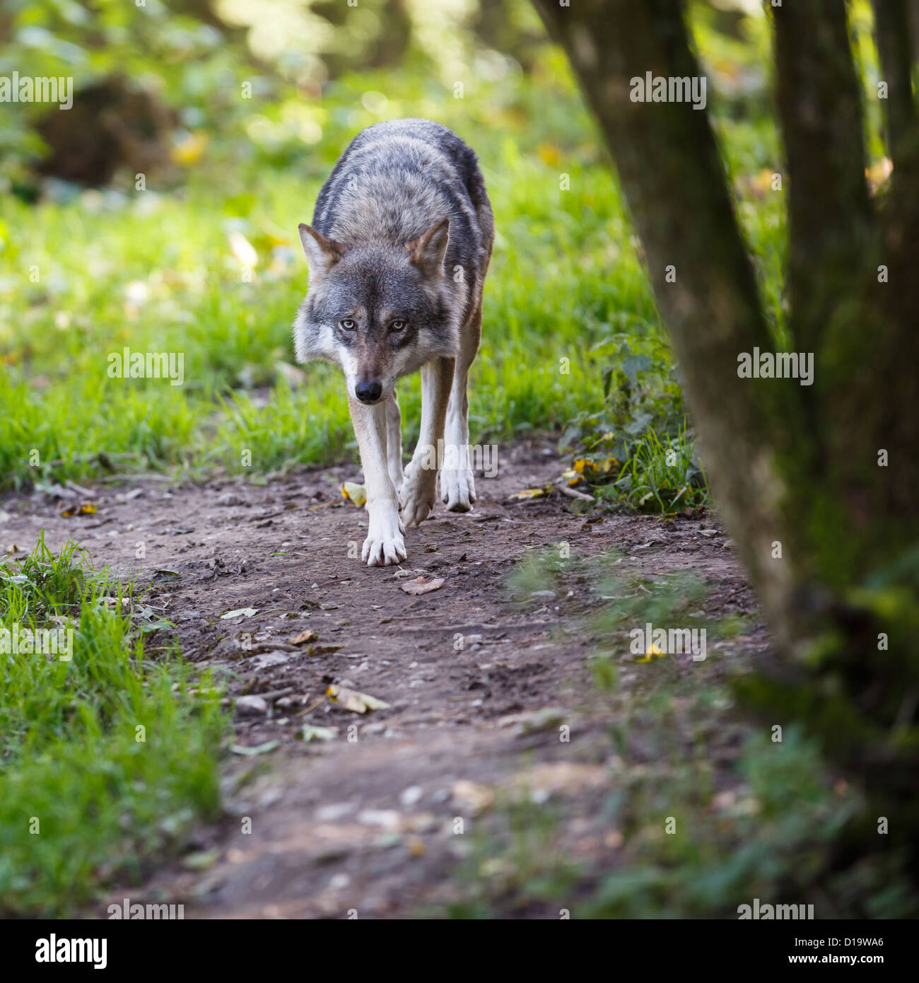 Gray/Eurasian wolf (Canis lupus Stock Photo - Alamy