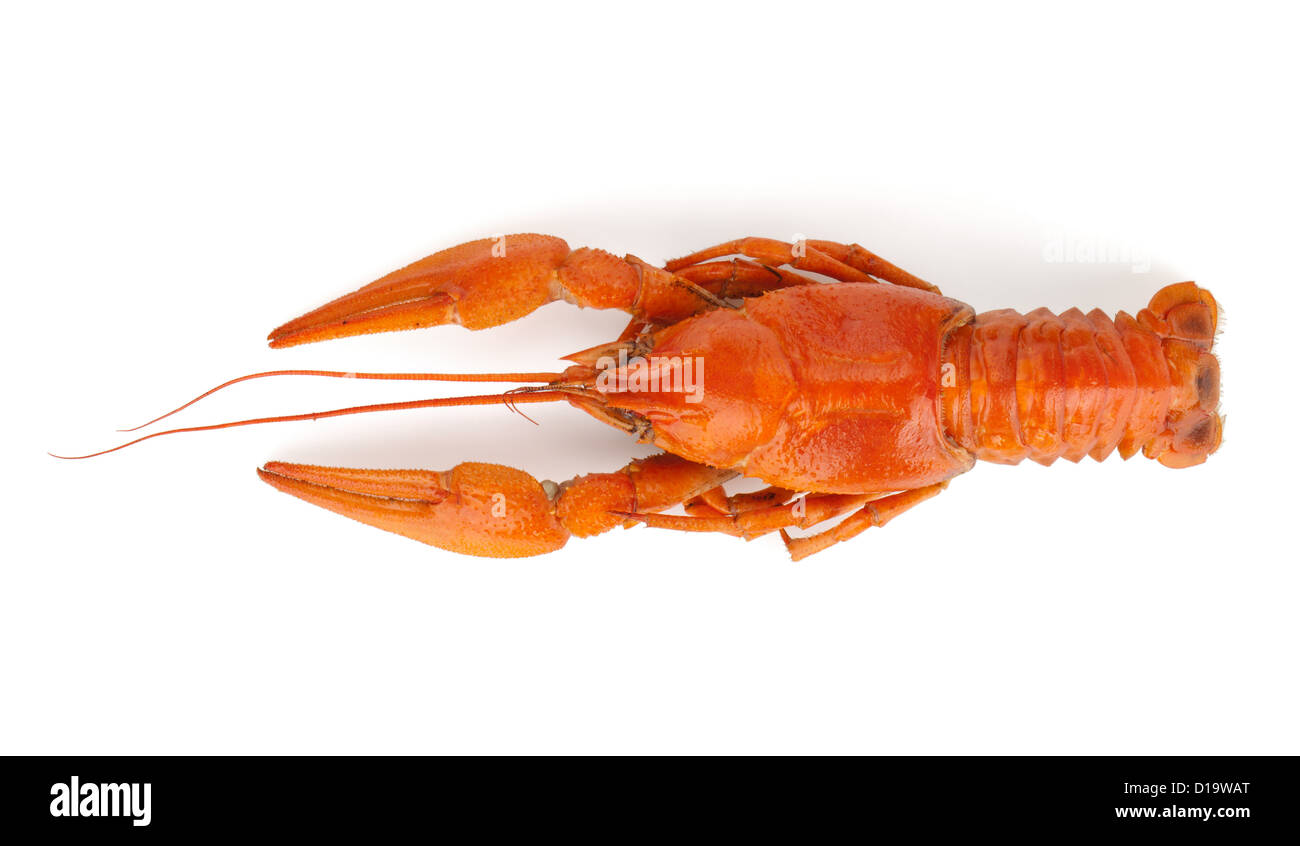 Single cooked crayfish hi-res stock photography and images - Alamy