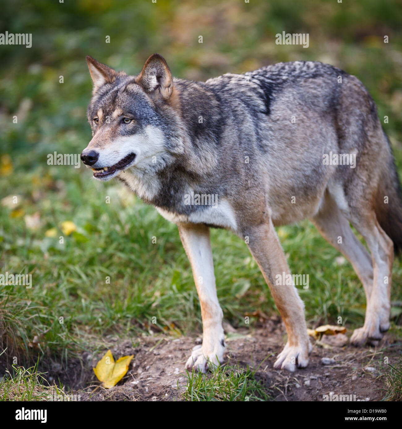 Gray/Eurasian wolf (Canis lupus Stock Photo - Alamy