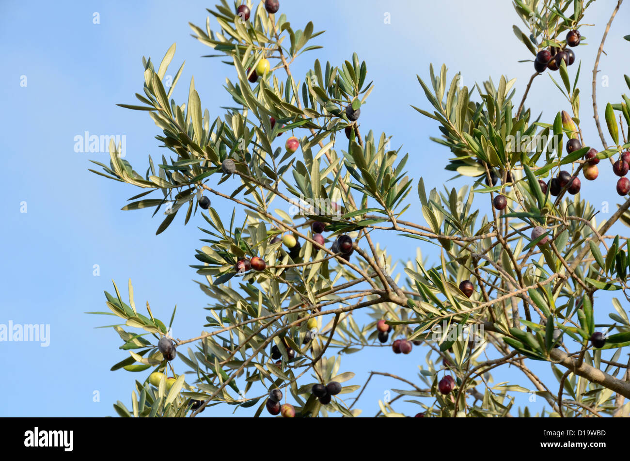 Olive trees with ripe olives Stock Photo - Alamy