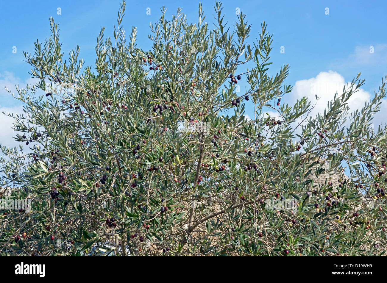 Olive trees with ripe olives Stock Photo - Alamy