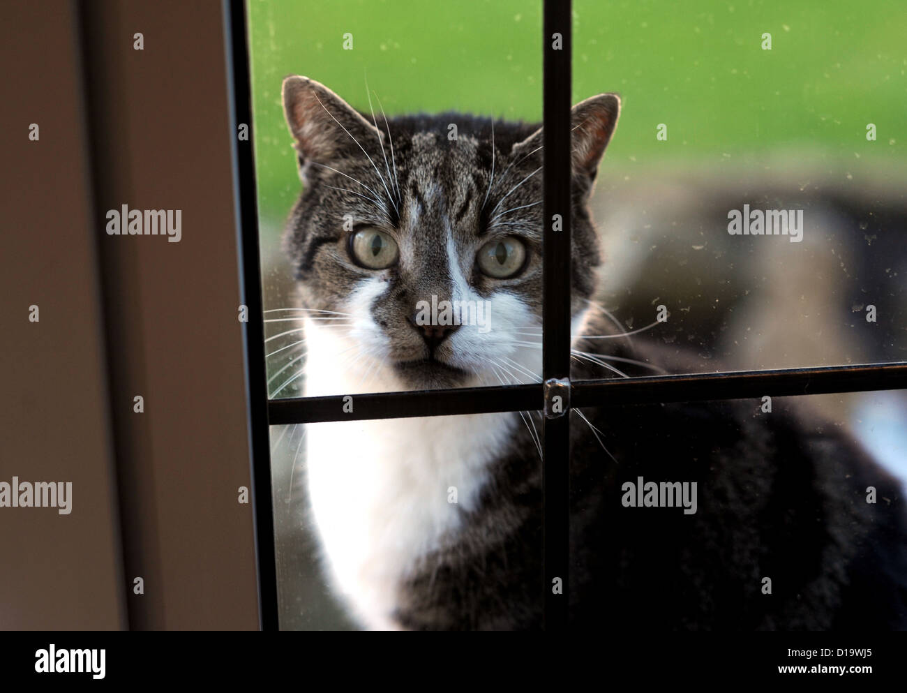 Tabby cat looking sad through window pane Photograph taken by Simon ...