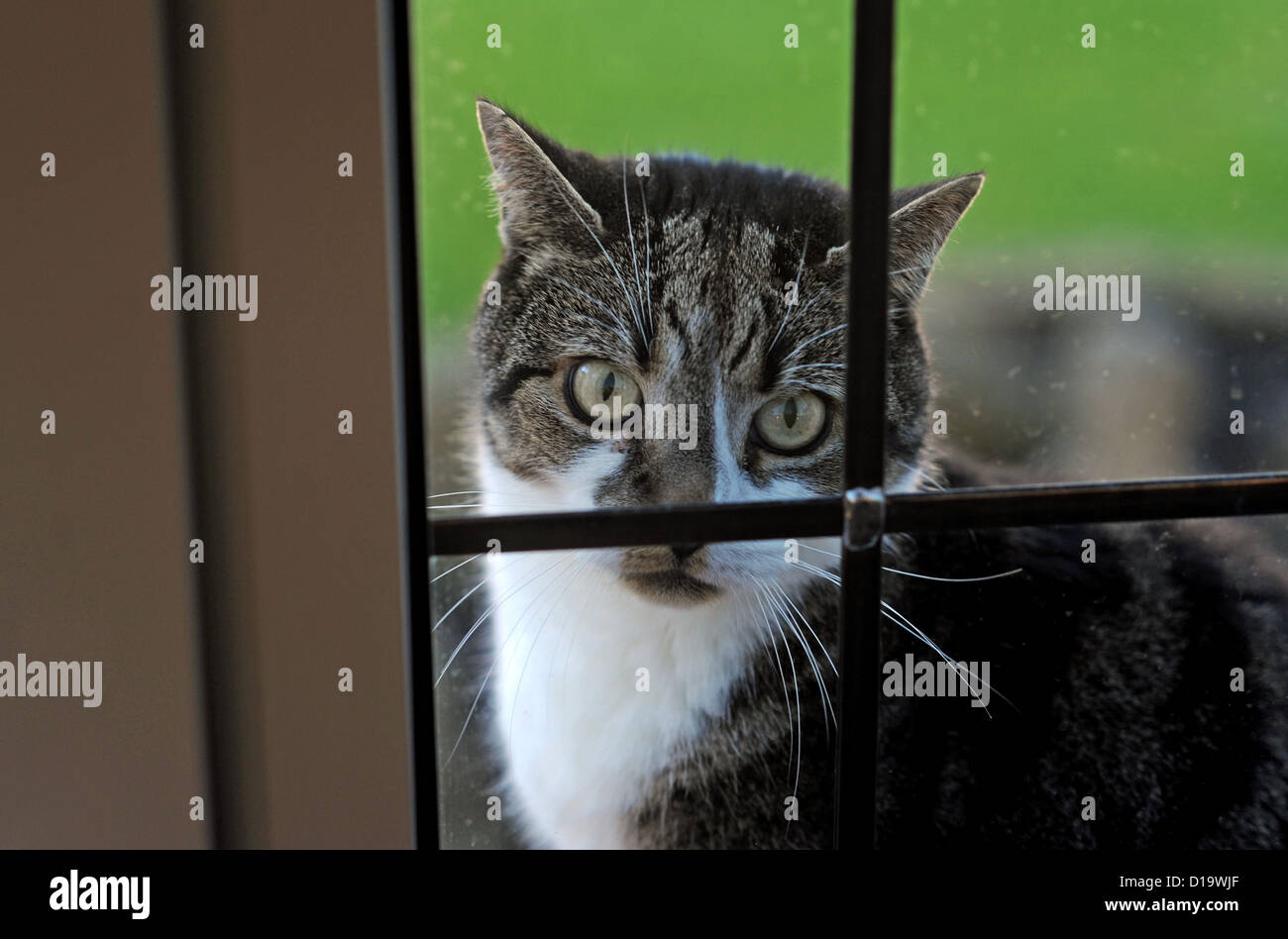 Tabby cat looking sad through window pane UK Stock Photo - Alamy