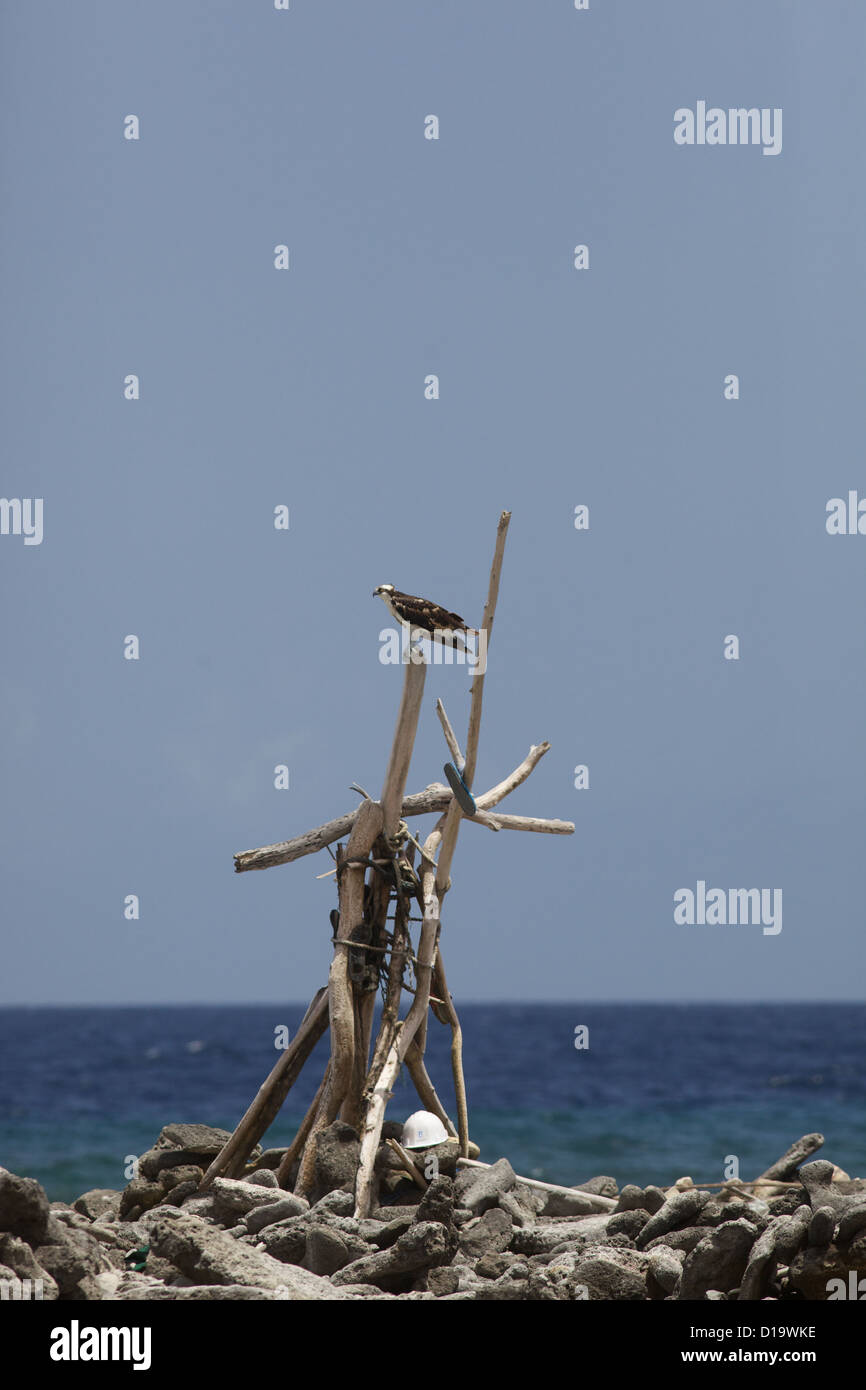 Osprey sculpture hi-res stock photography and images - Alamy