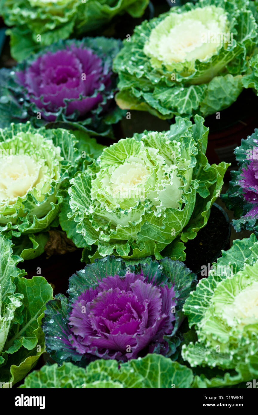 Capitata hi-res stock photography and images - Alamy