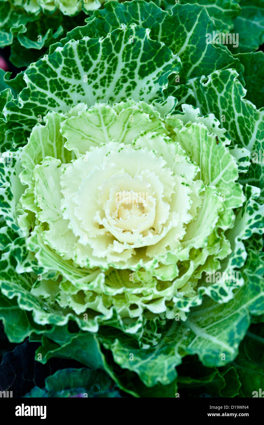 Capitata hi-res stock photography and images - Alamy