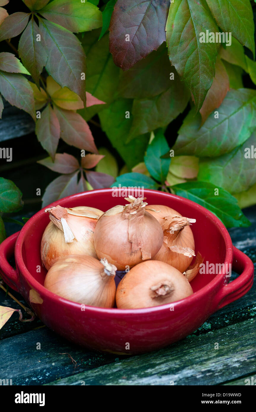 COOKING ONIONS IN RED DISH Stock Photo - Alamy