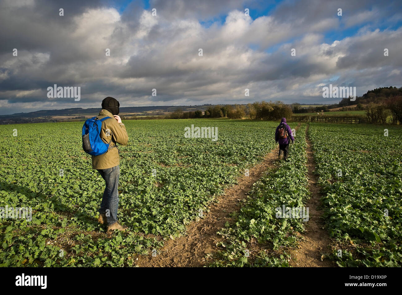 Walkers crossing a field on The Ridgeway National Trail near Chinnor ...