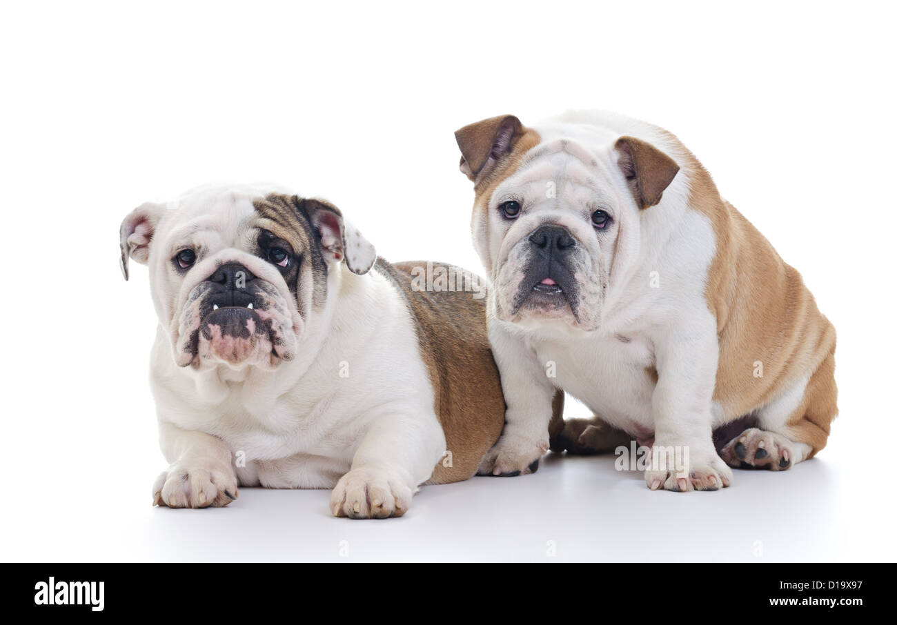 Two english bulldog hi-res stock photography and images - Alamy