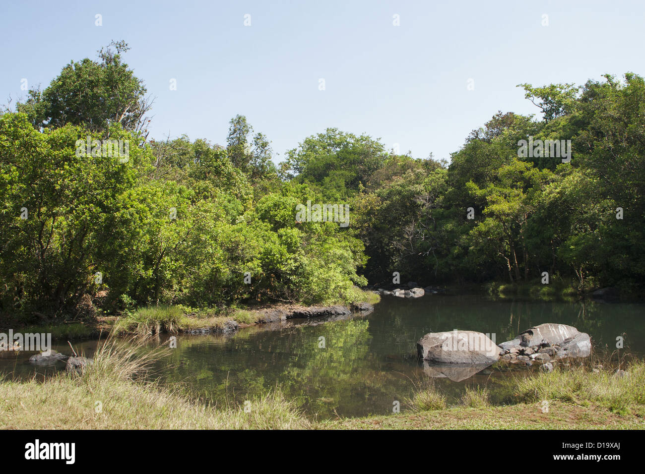 India water plant hi-res stock photography and images - Alamy