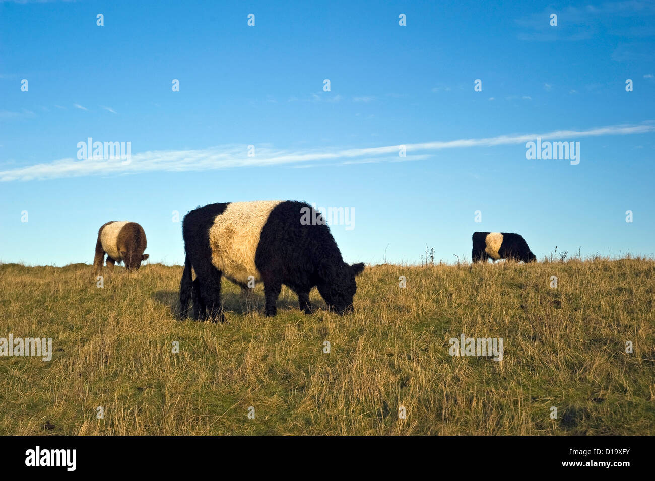 Old breed of cattle hi-res stock photography and images - Alamy