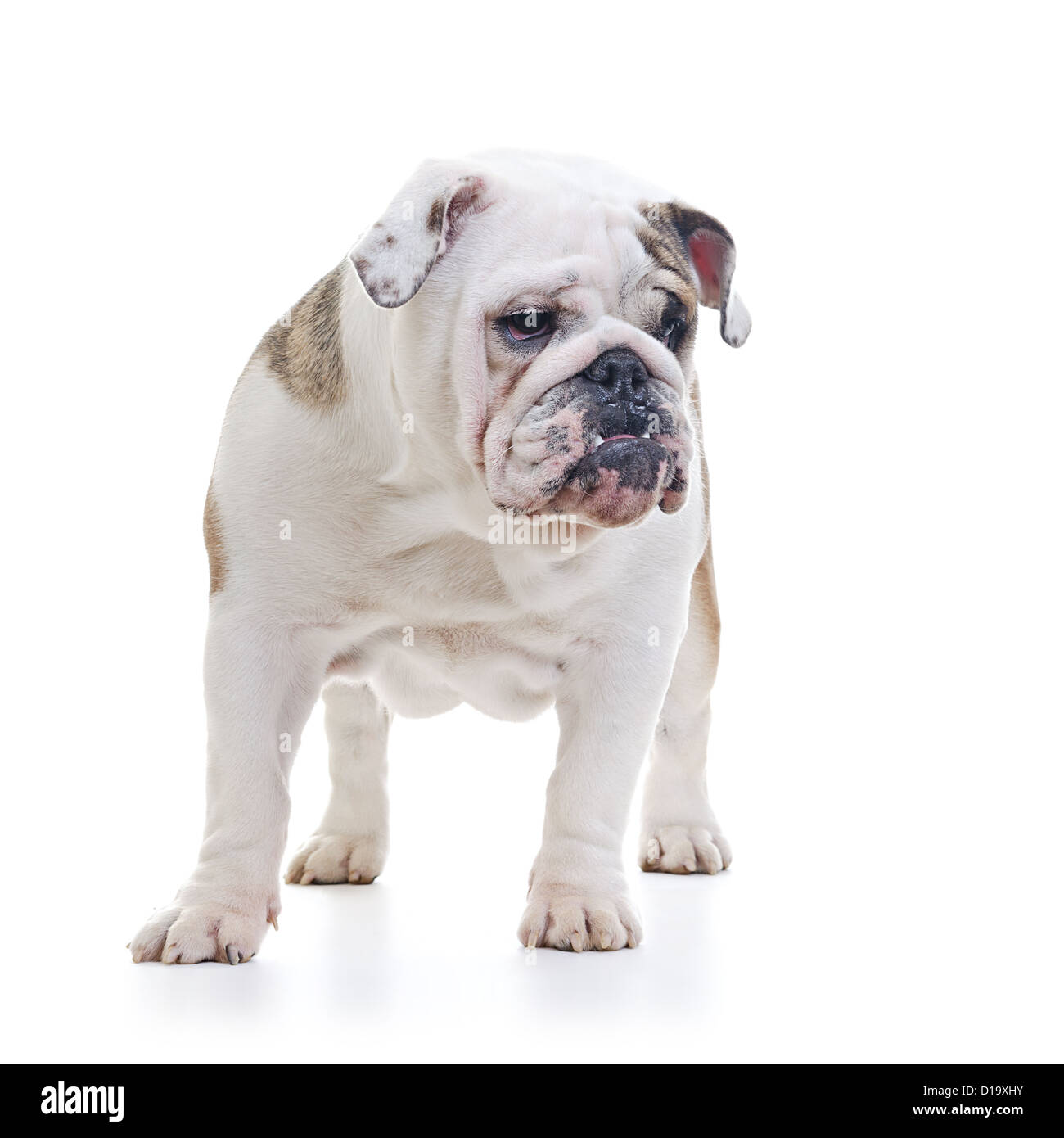 English Bulldog standing and looking off camera, over white background ...
