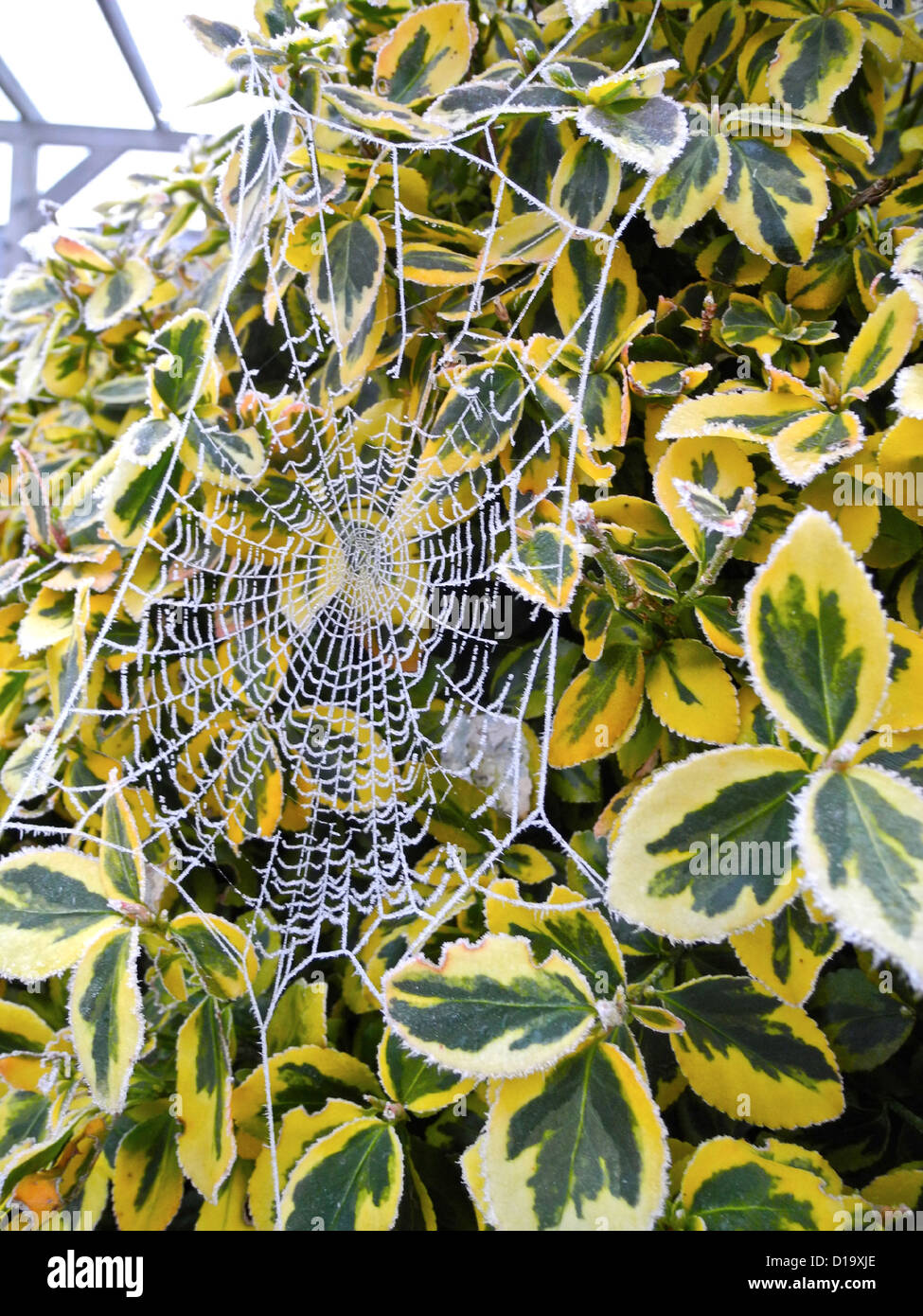 Spiders are not insects hi-res stock photography and images - Alamy