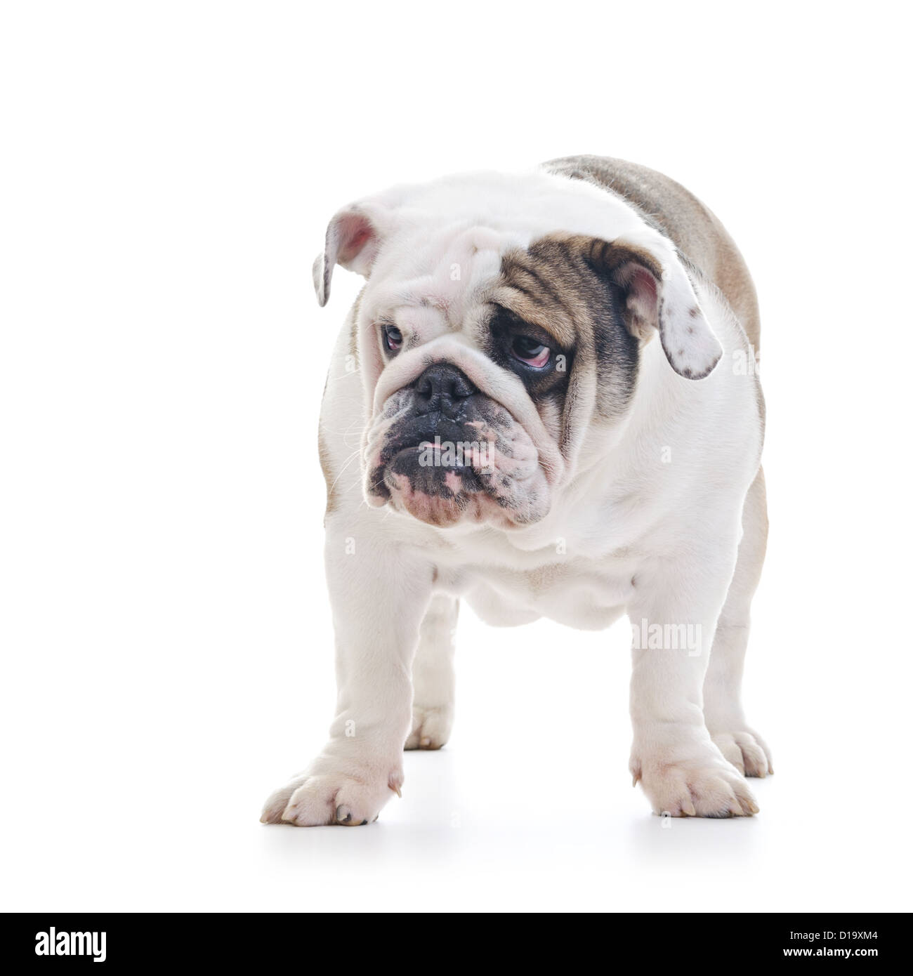 English Bulldog standing and looking off camera, over white background ...