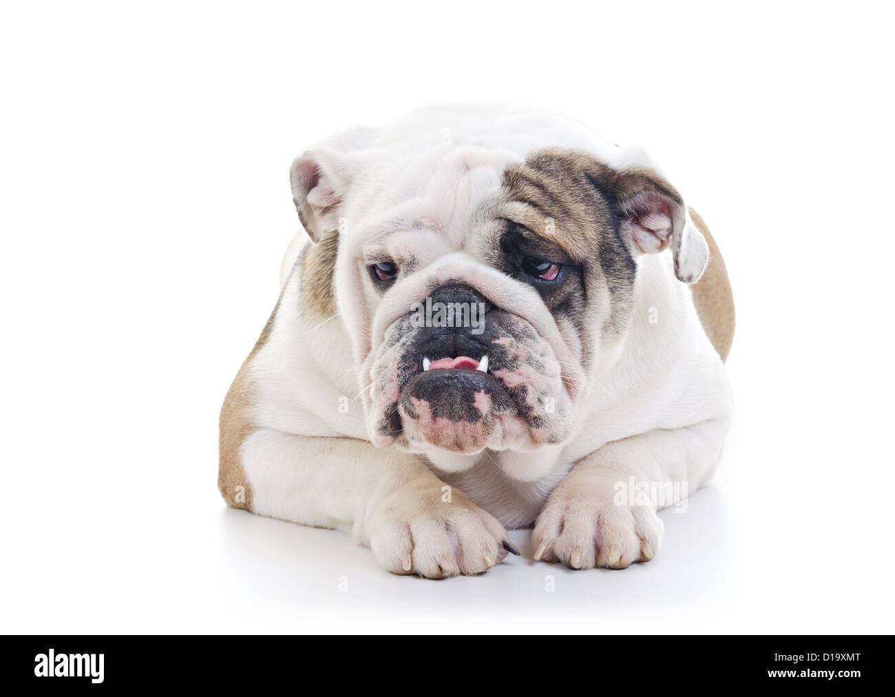English Bulldog laying and looking off camera, over white background ...