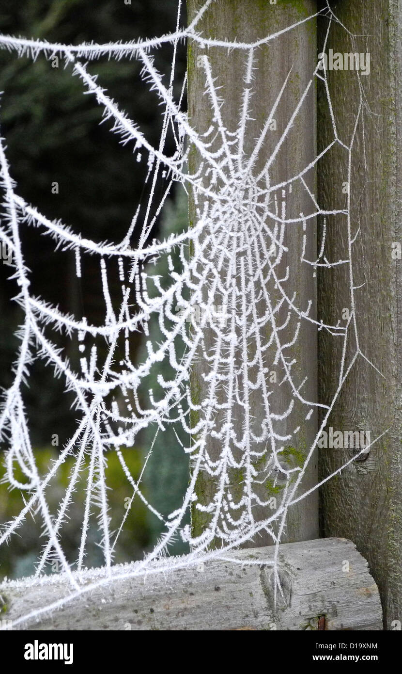 Garden spiders hi-res stock photography and images - Alamy