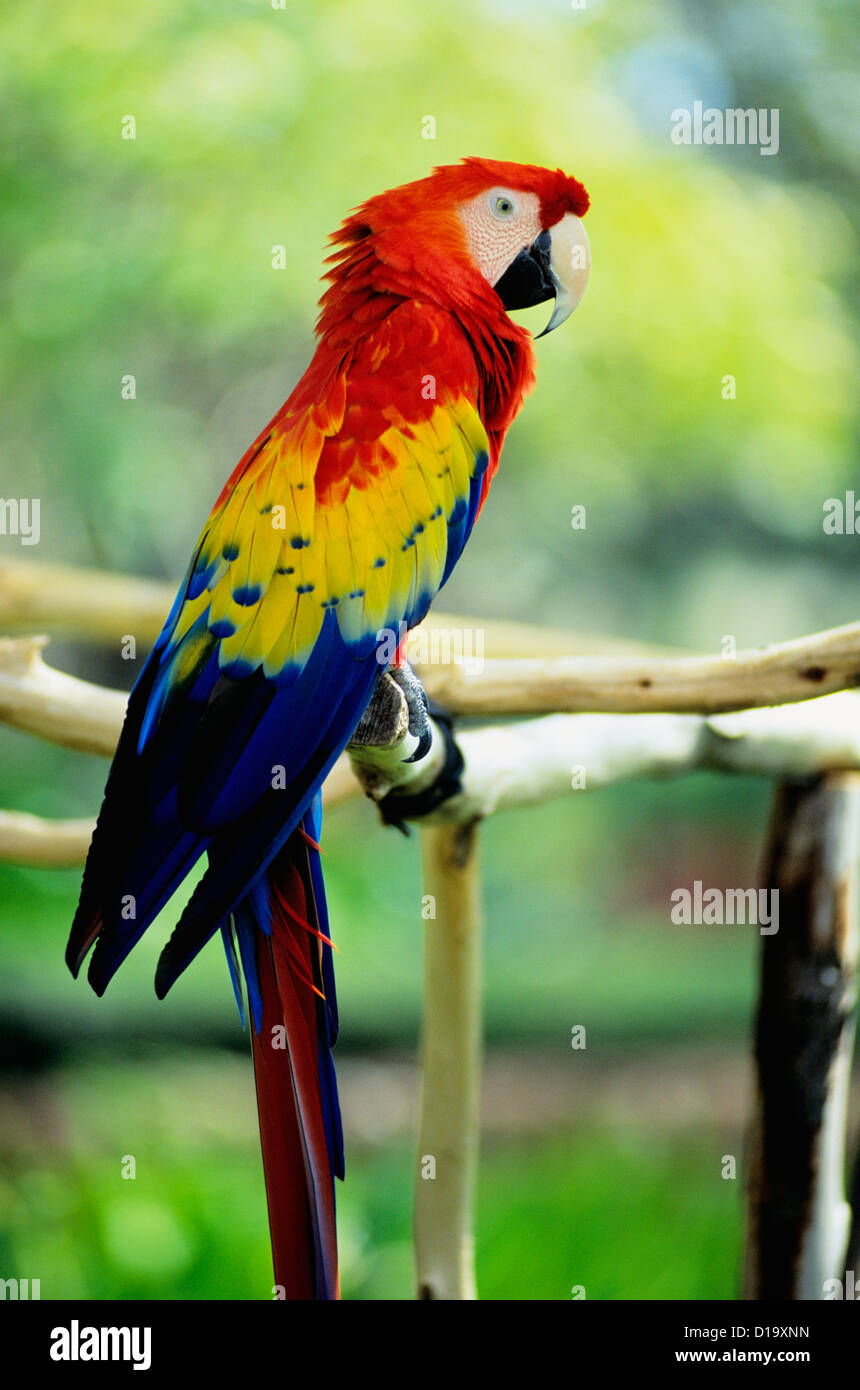 Full Length View Of Rainbow Colored Macaw Branch Outdoors Stock Photo ...