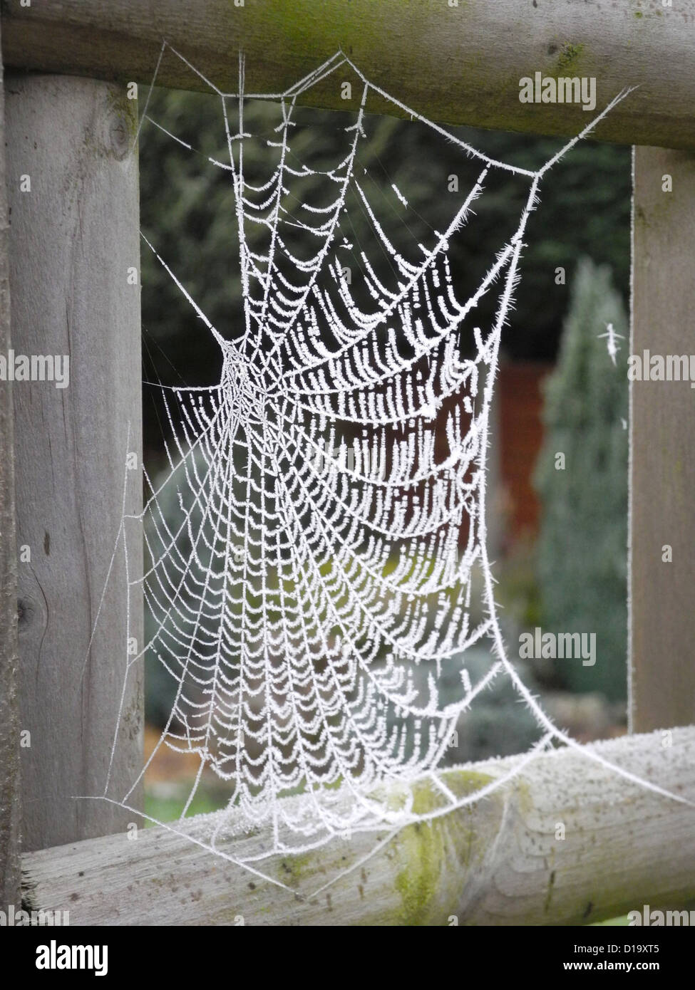 Frost on spiders' webs in winter Stock Photo - Alamy