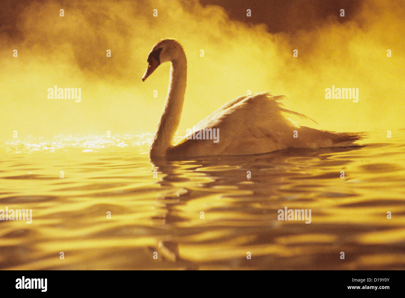 African wildlife pics hi-res stock photography and images - Alamy