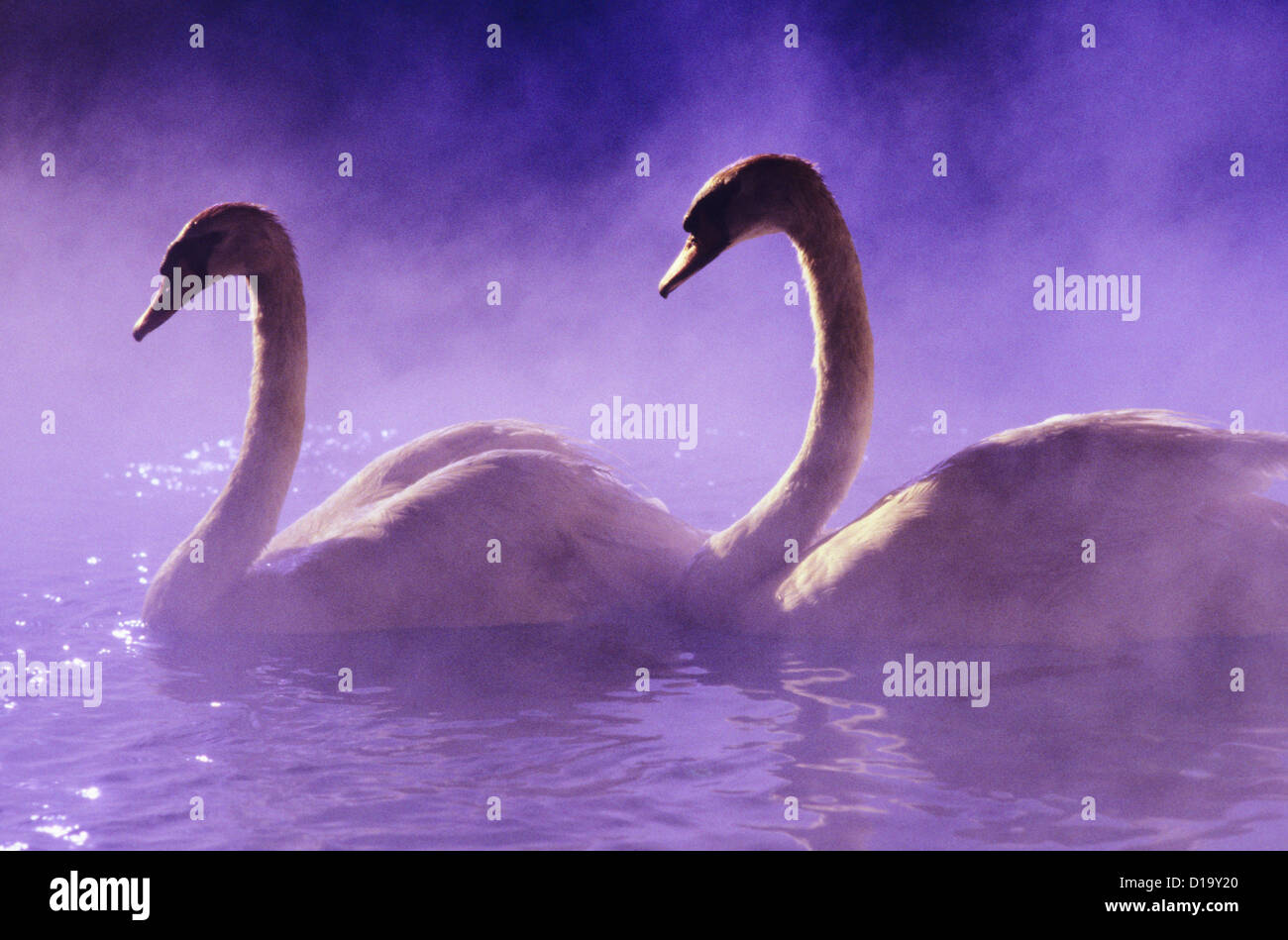 Two White African Swans Swim Together In A Romantic Purple Mist Stock ...