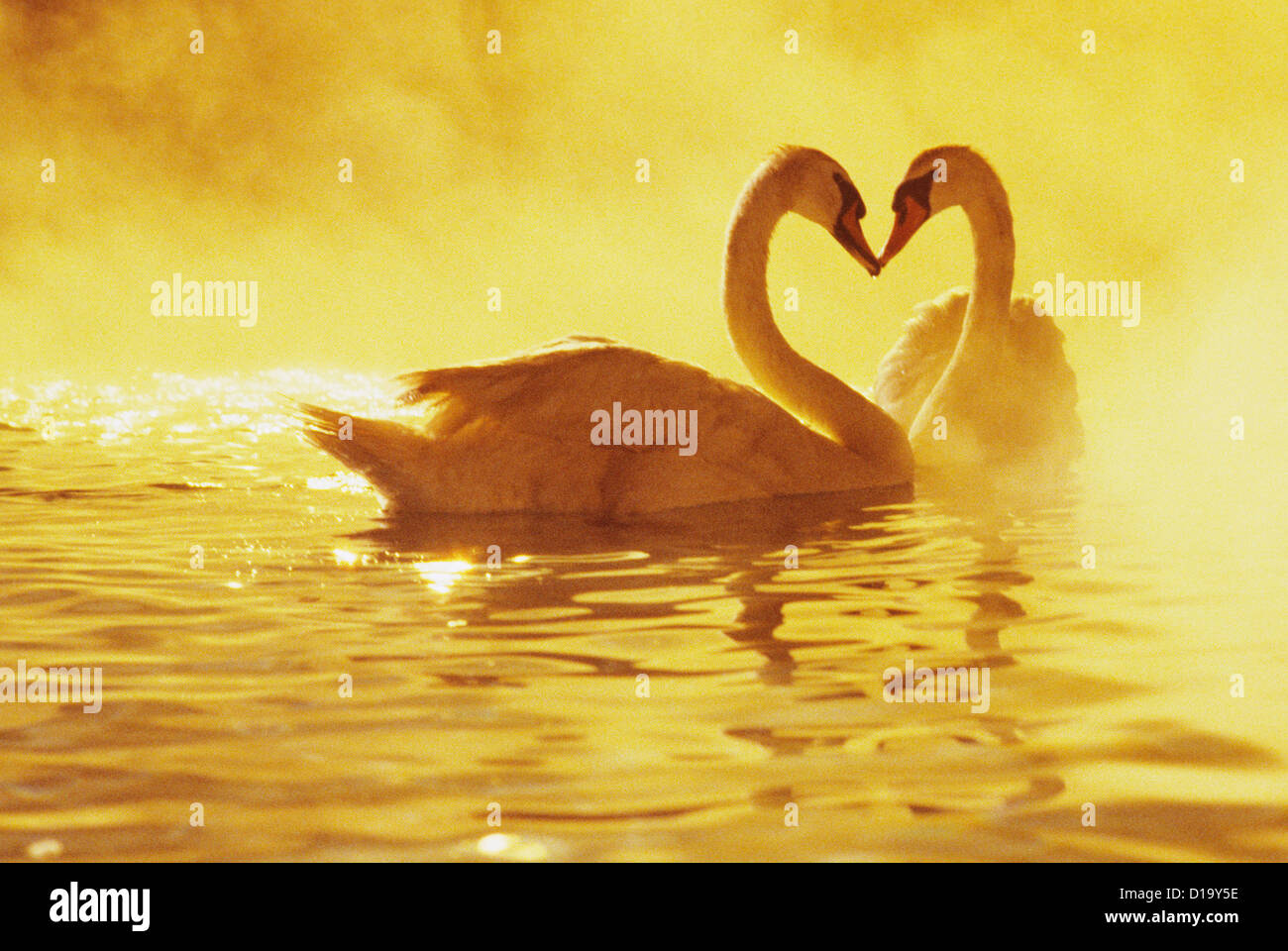 Two swan heads hi-res stock photography and images - Alamy