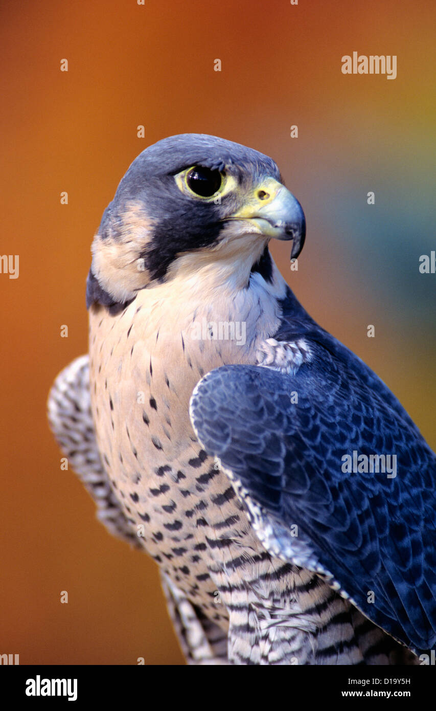 Closeup Of An Adult Male Peregrine Falcon Stock Photo - Alamy
