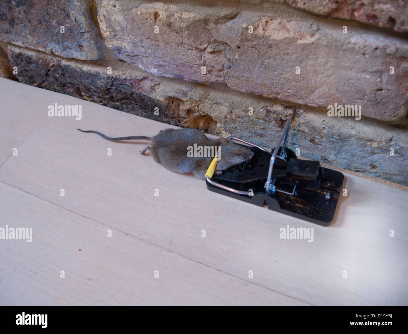 Mouse killed by trap Stock Photo - Alamy