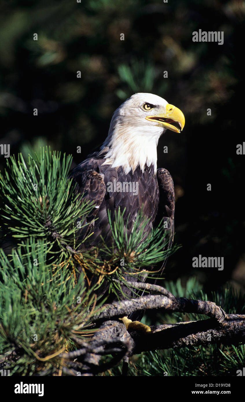 Closeup Of A Bald Eagle In Tree Stock Photo - Alamy