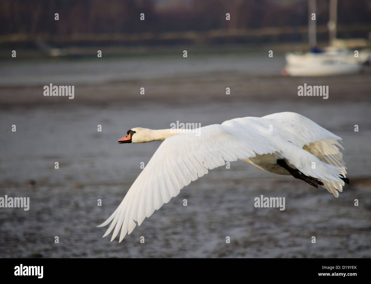 Swan flying Stock Photo - Alamy