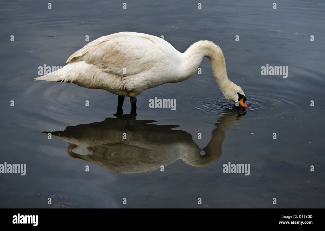 Happy bird eating hi-res stock photography and images - Alamy