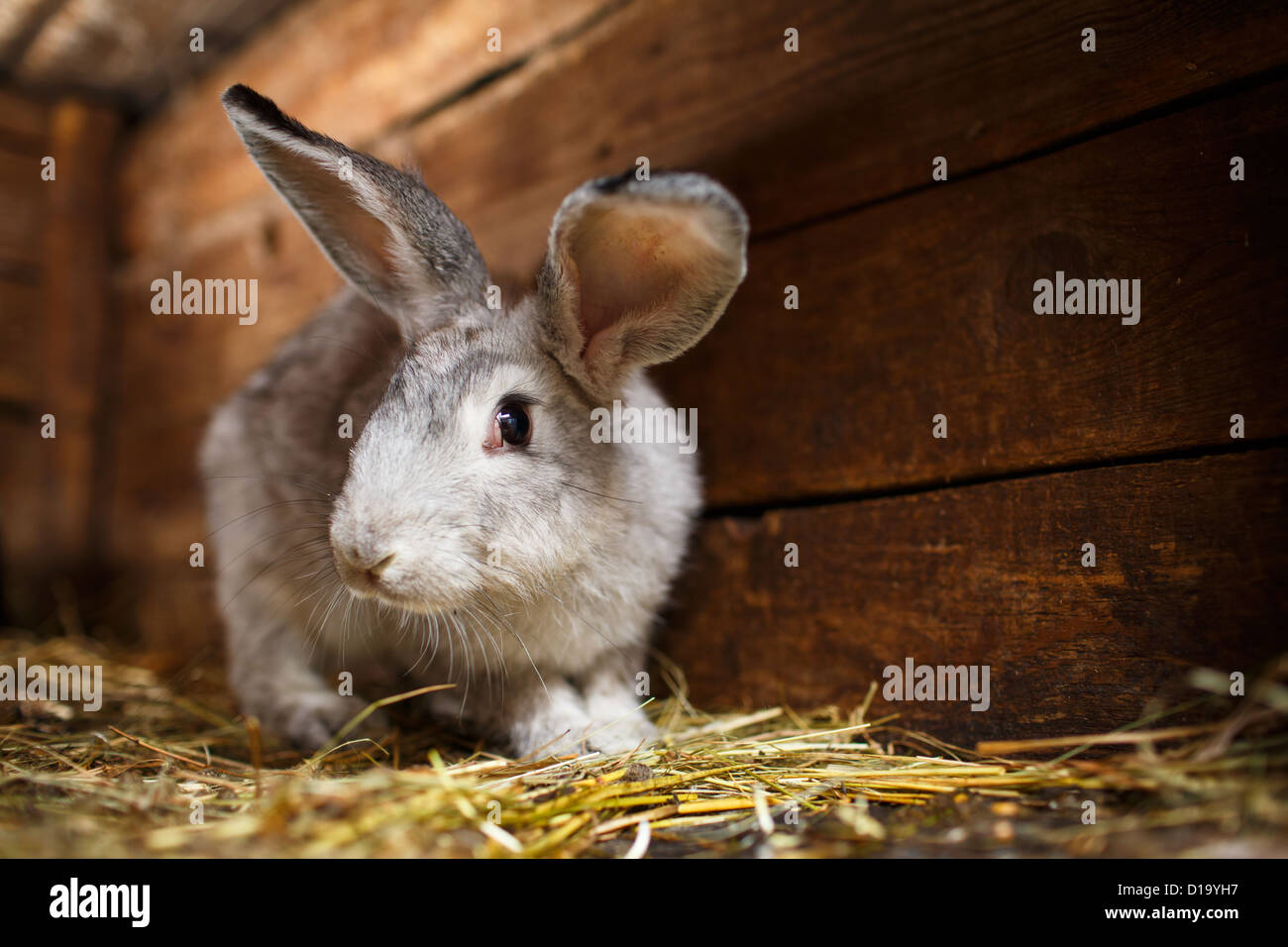 Cute rabbit popping out of a hutch (European Rabbit - Oryctolagus ...