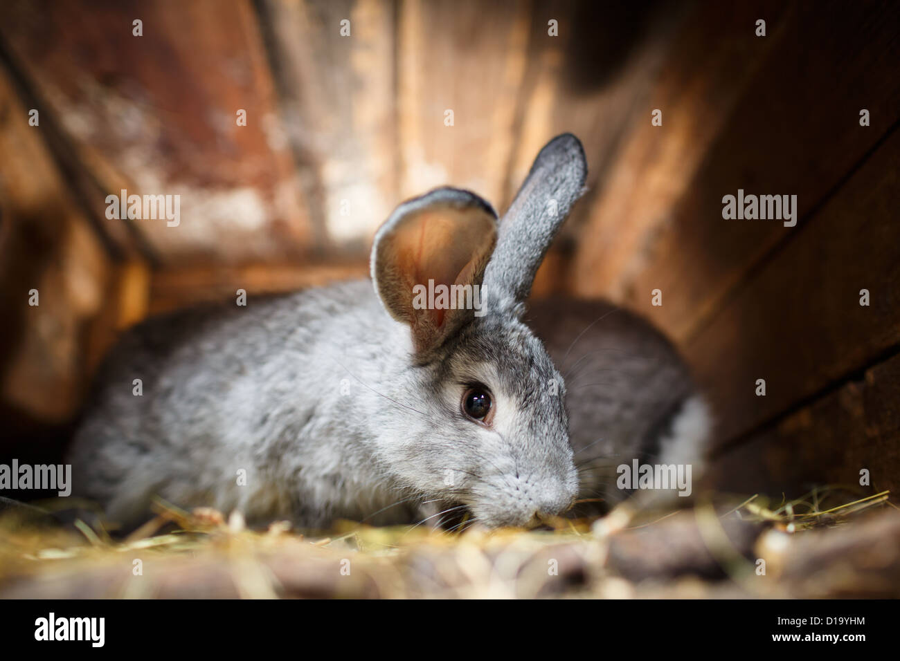 Cute rabbit popping out of a hutch (European Rabbit - Oryctolagus ...