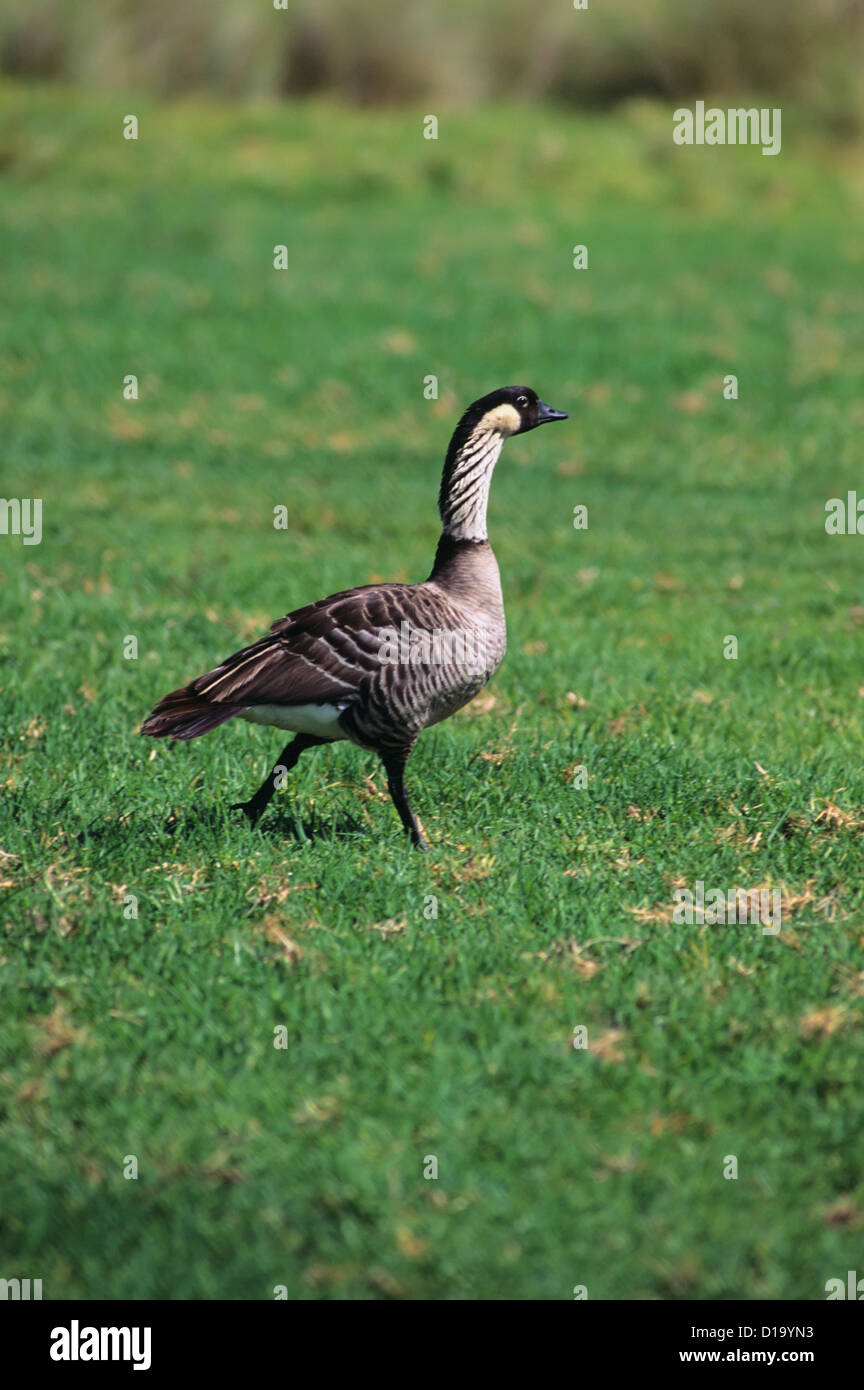 Hawaiian Flying Geese