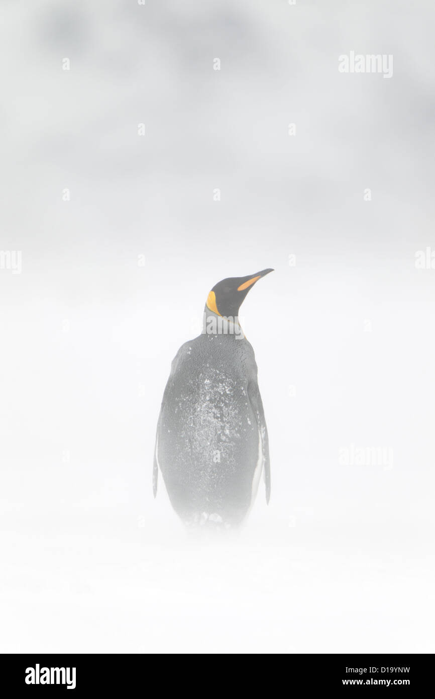 King Penguin in snow storm on Salisbury Plain South Georgia Stock Photo ...