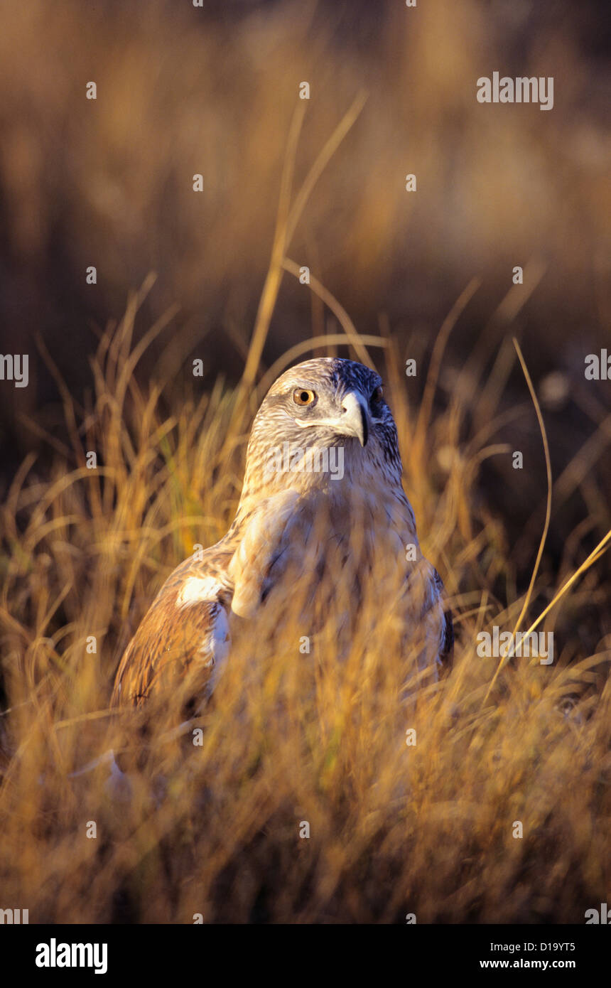 Colorado, Front Range, Ferruginous Hawk (Buteo Regalis) In Grass Stock ...