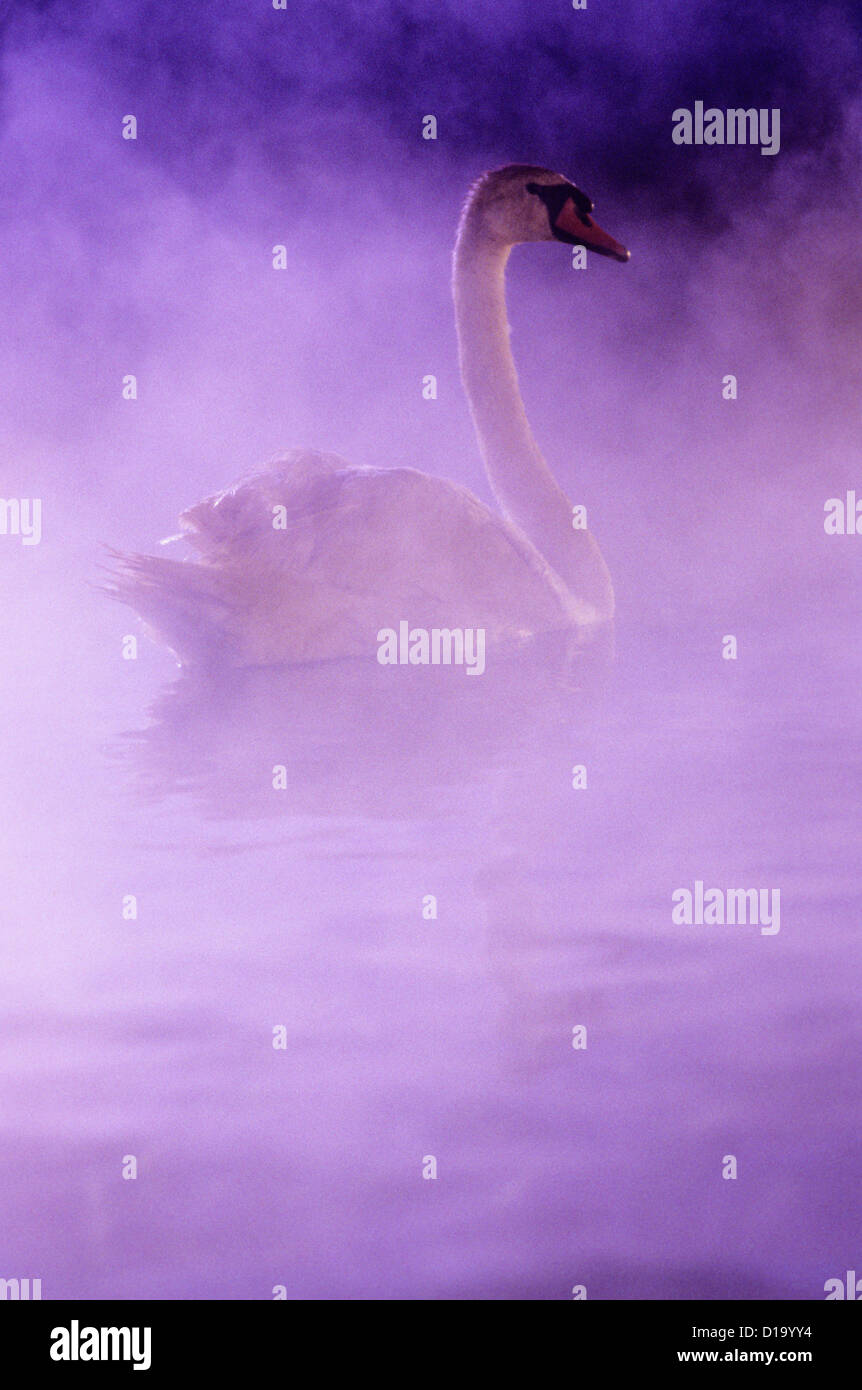 African wildlife pics hi-res stock photography and images - Alamy