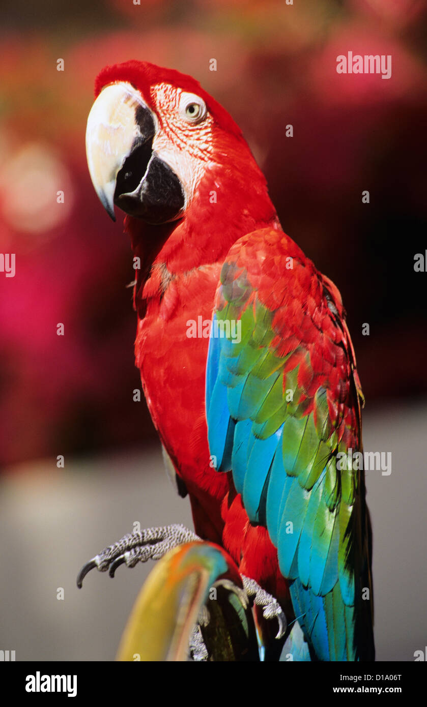 Red Macaw Parrot Closeup Stock Photo - Alamy